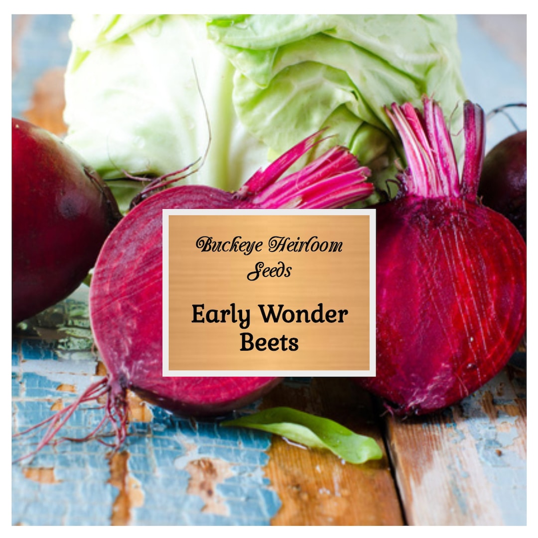 Early Wonder Beet Seeds Non-GMO Heirloom 100 Beet Seeds Beta vulgaris ...
