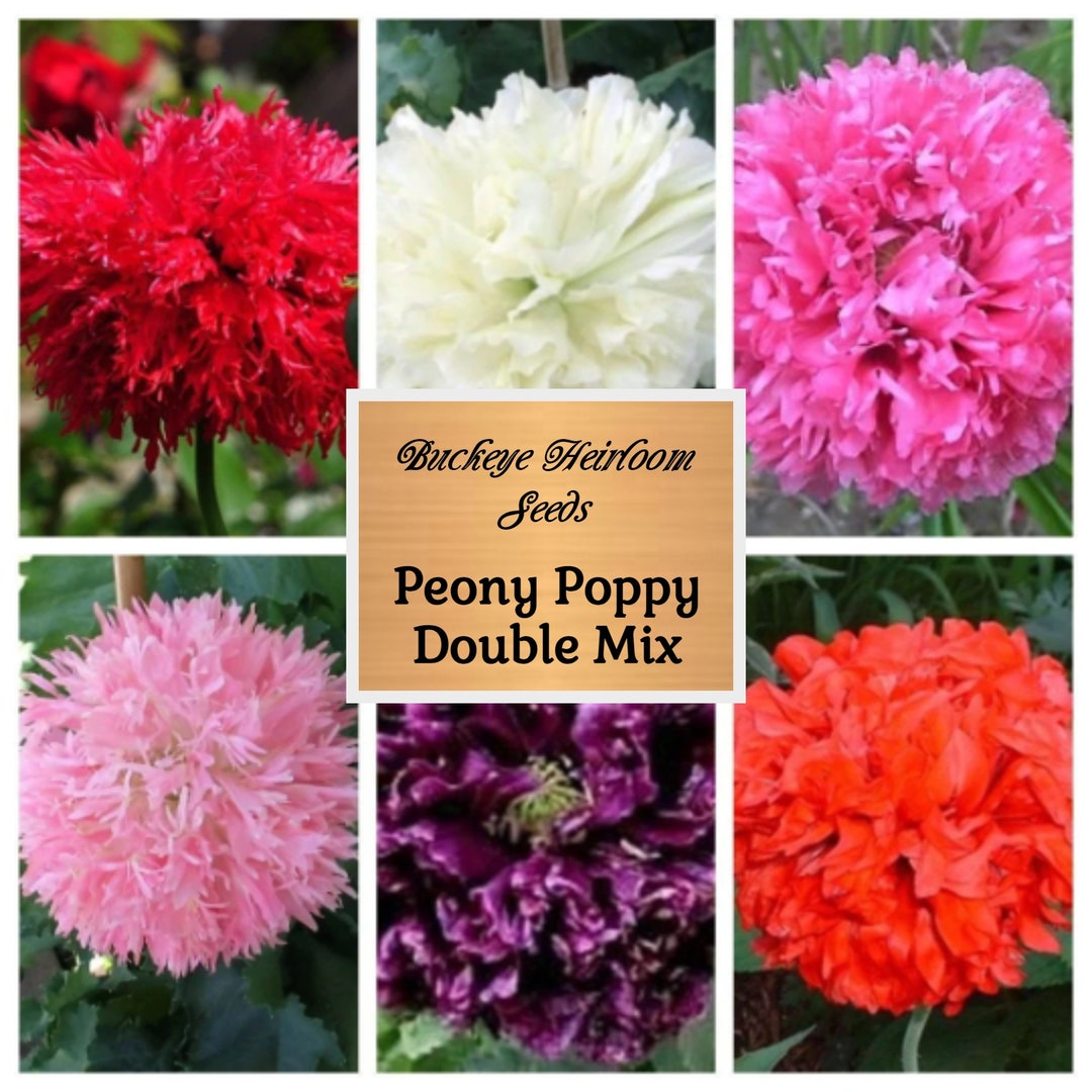 Peony Poppy Seeds papaver Paeoniflorum Double Mix Buckeye Heirloom ...