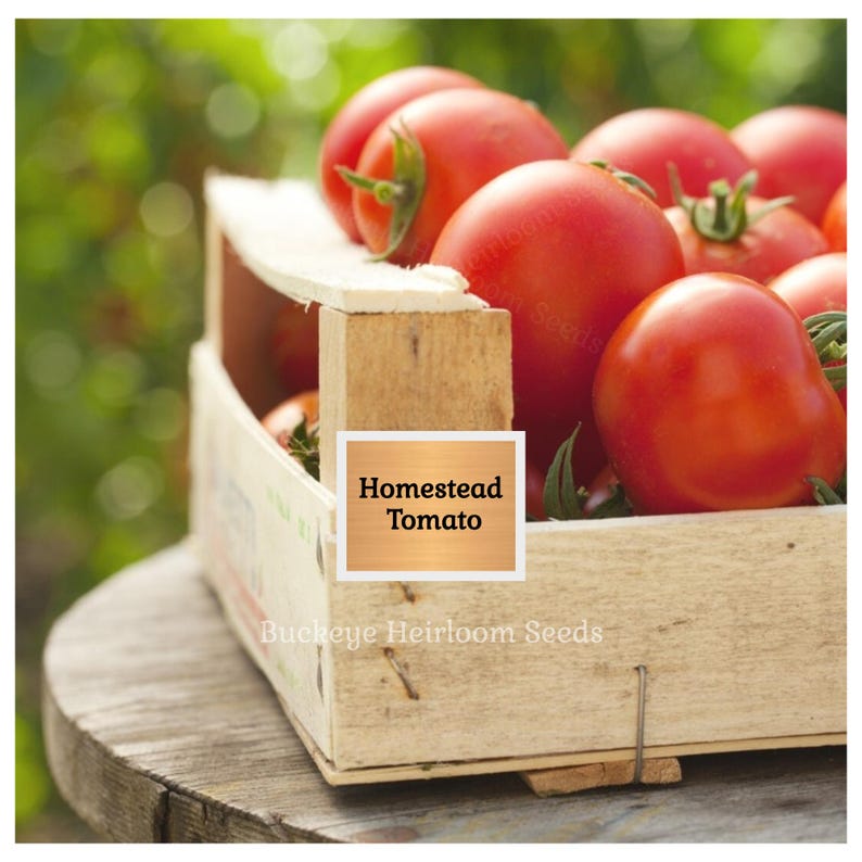 NEW - Tomato - Homestead - Tomato Seeds - Heirloom - Thrives in Heat ...