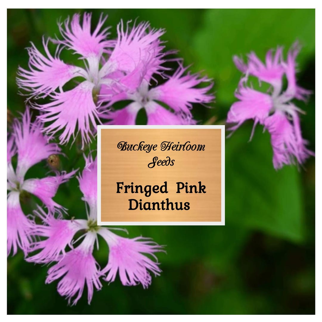 Fringed Pinks Dianthus Flower Seeds - Amazing Pollinator to All ...