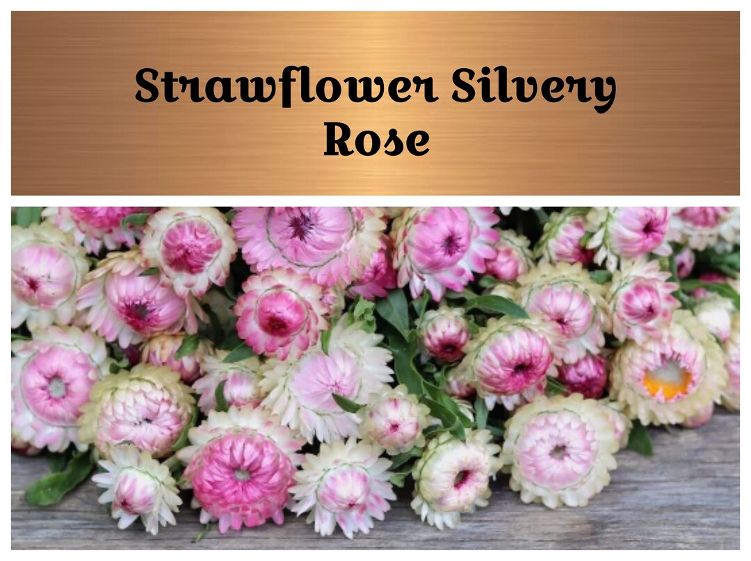 Silvery Rose Strawflower Seeds Strawflowers Straw Flower - Etsy