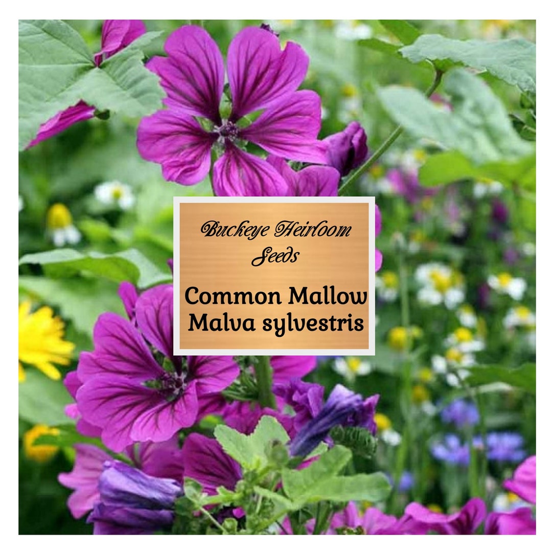 Malva Sylvestris Seeds Common Mallow Perennial Buckeye Heirloom Seeds ...