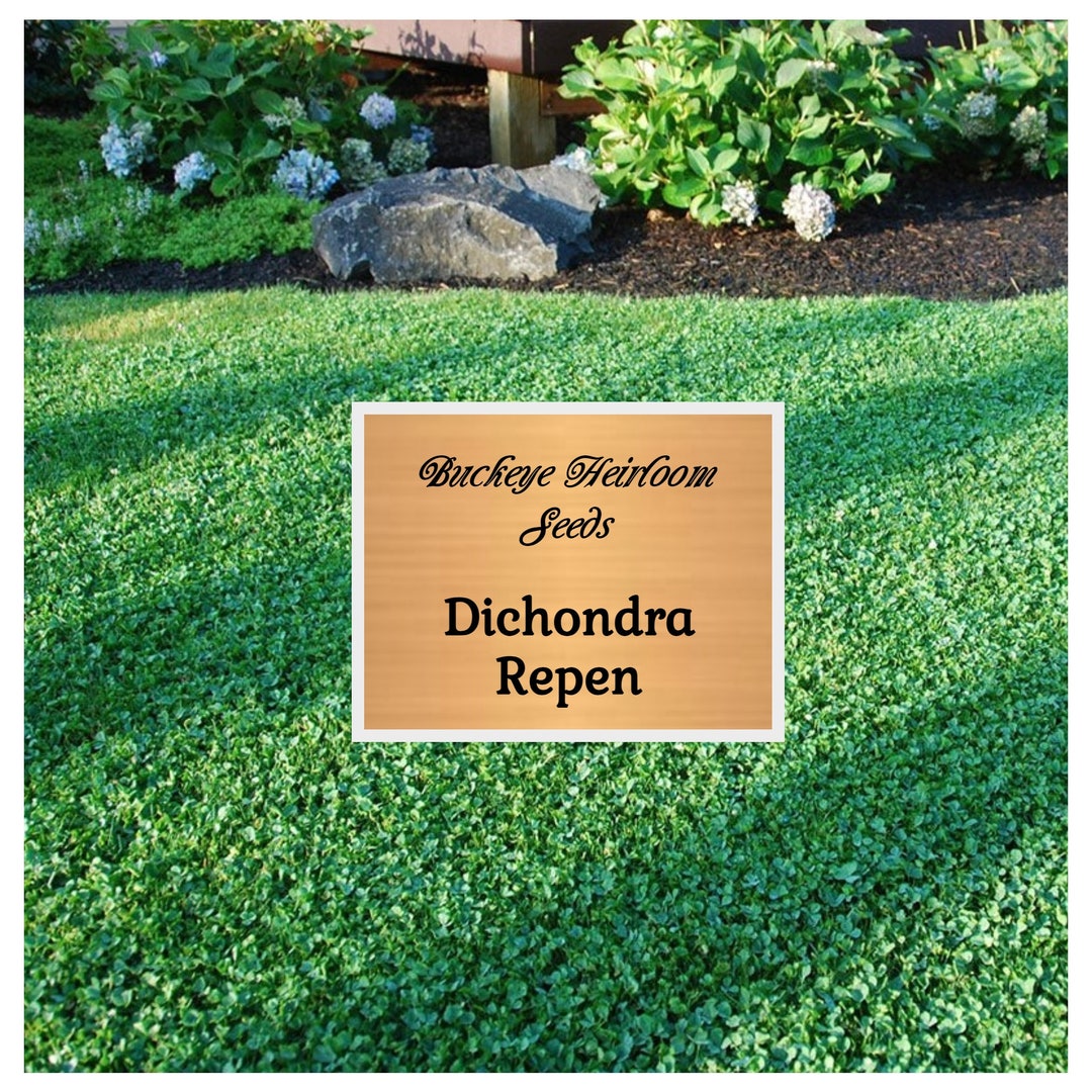 Dichondra Repens Seeds – Mat-forming Ground Cover - Etsy