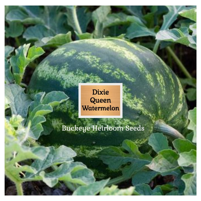 Watermelon, Dixie Queen Seeds - Heirloom - Buckeye Heirloom Seeds - Etsy
