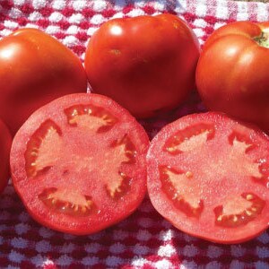Tomato Floridade 300 Seeds Heirloom Loves Hot & Humid - Etsy
