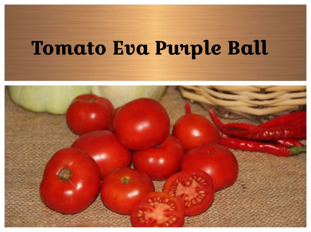 Tomato Seeds Eva Purple Ball Heirloom Non GMO - Etsy