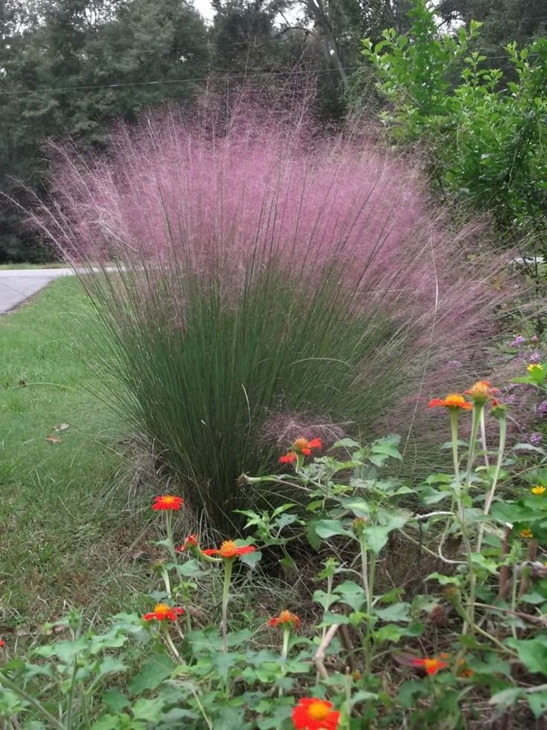 Purple Love Grass Seeds Ornamental Grass eragrostis - Etsy