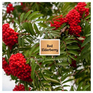 200 Red Elderberry Seeds- (sambucus Racemosa) - Non GMO - Buckeye Heirloom Seeds - Etsy