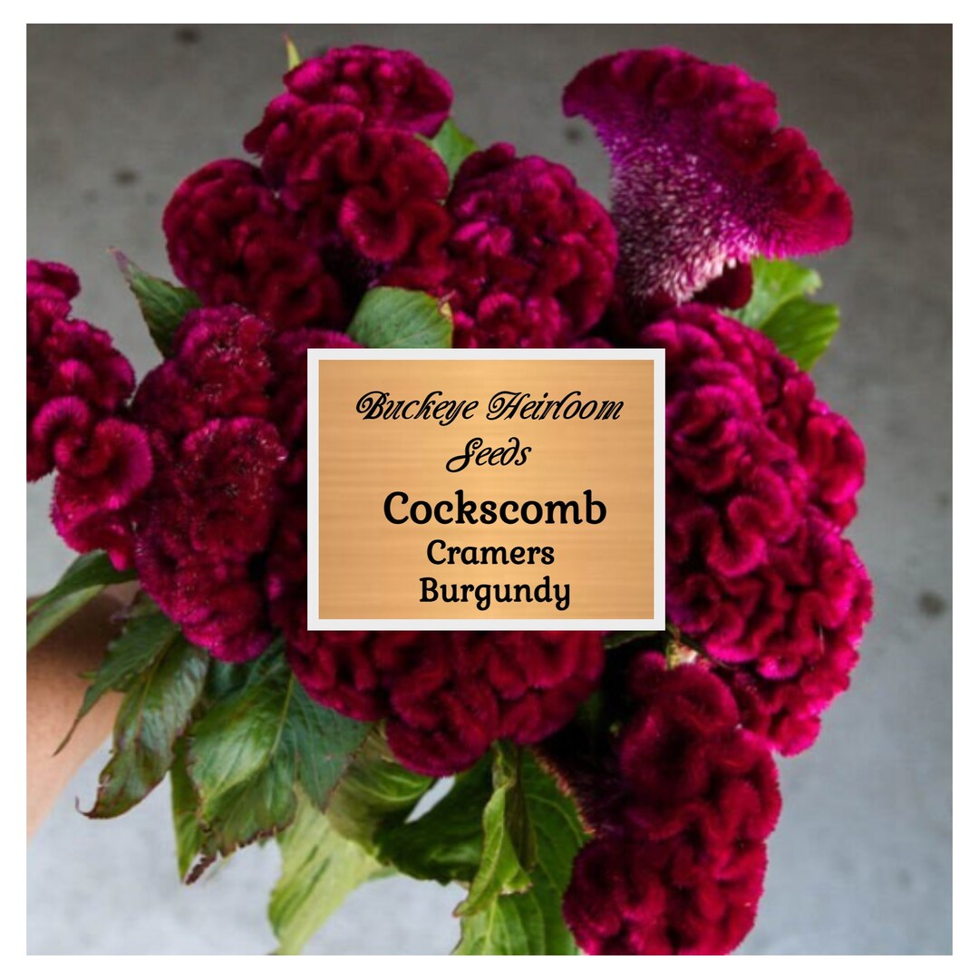 Cockscomb, Cramers Burgundy, Flower Seeds, Celosia Seeds - Etsy