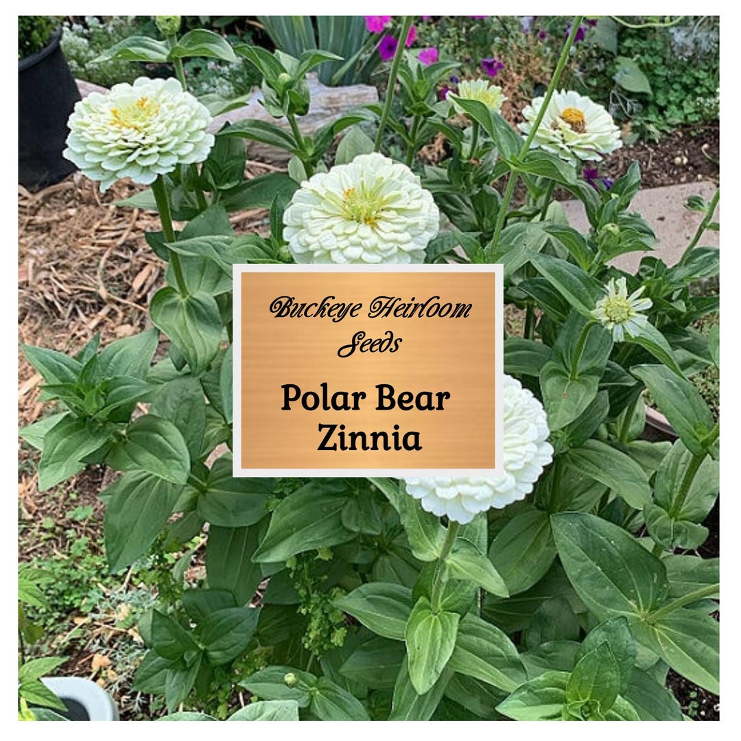 Polar Bear White, Zinnia Seeds, Heirloom Flower, Easy to Grow, Buckeye ...