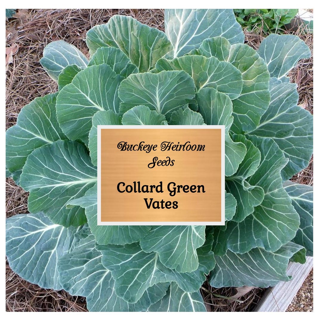 Vates - Collard Green Seeds - Heirloom - Non Gmo - Etsy