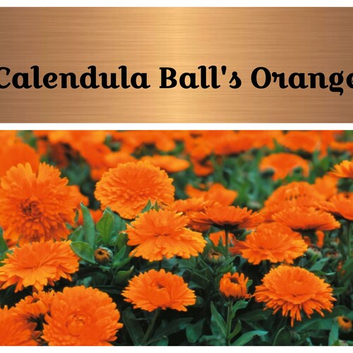 50 Calendula Neon Flower Seeds - Etsy