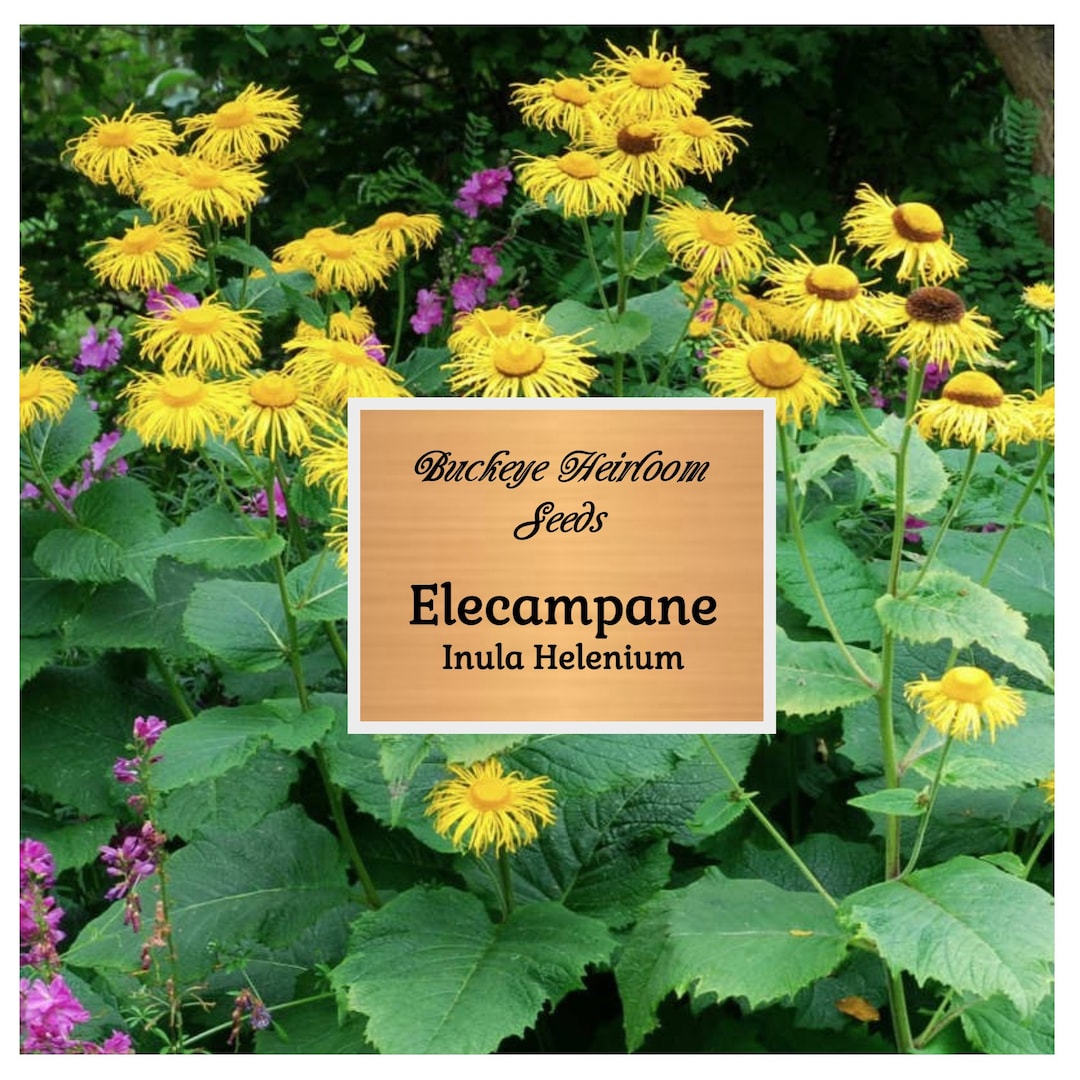 Elecampane Seeds, Inula Helenium, Healing Herb Seeds, Heirloom, Flower ...