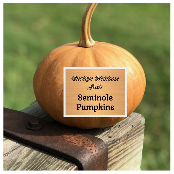 Cherokee Tan Pumpkin Seeds - Etsy