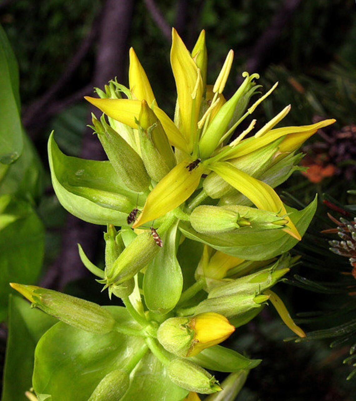 Gentiana Lutea Yellow Gentian Seeds Buckeye Seed Farm - Etsy