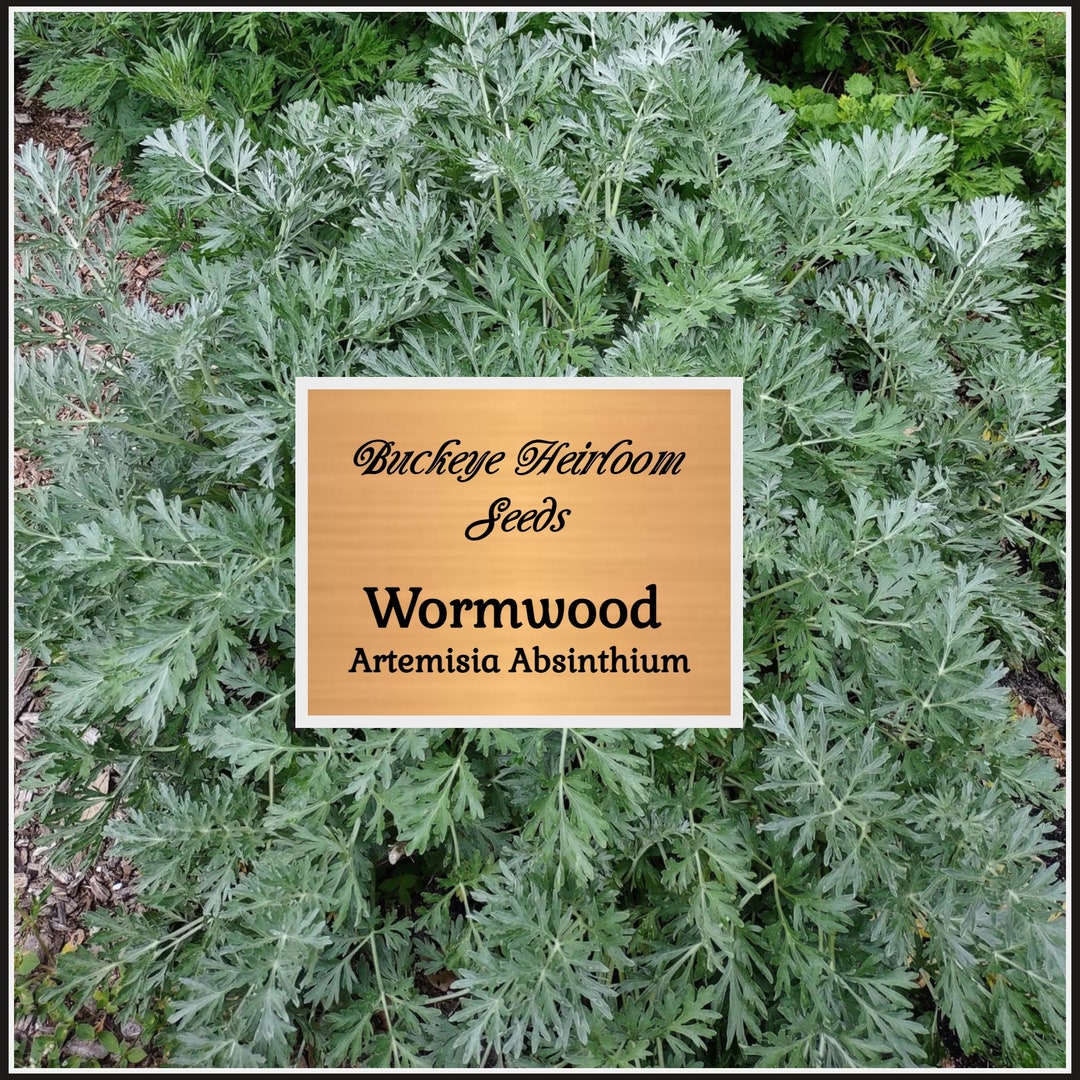 Wormwood Seeds - Heirloom Herb - Silver-gray Foliage - Strong Aromatic ...