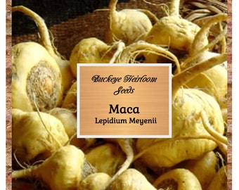 Organic Maca Root Plant lepidium Meyenii Seeds - Etsy