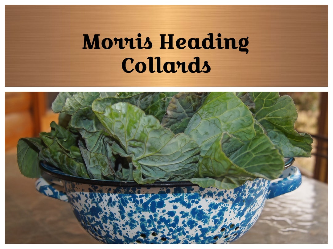 Morris Heading Collard Green Seeds Heirloom Non Gmo - Etsy