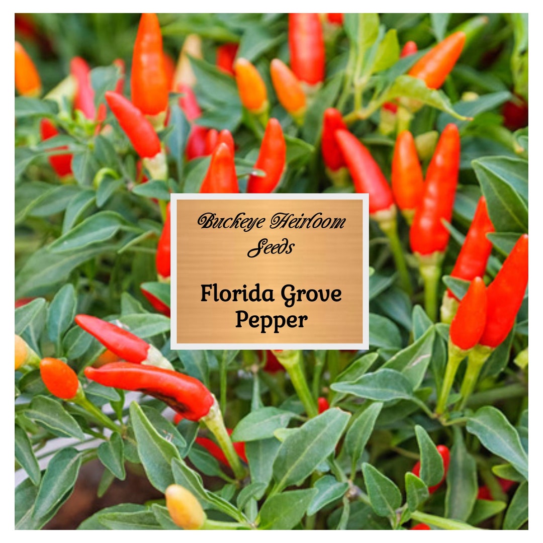 Florida Grove Pepper - 20 Seeds - Super Hot Florida Firecracker - Wild ...