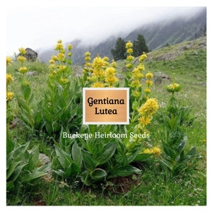Gentiana Lutea - Yellow Gentian Seeds - Buckeye Heirloom Seeds - Etsy