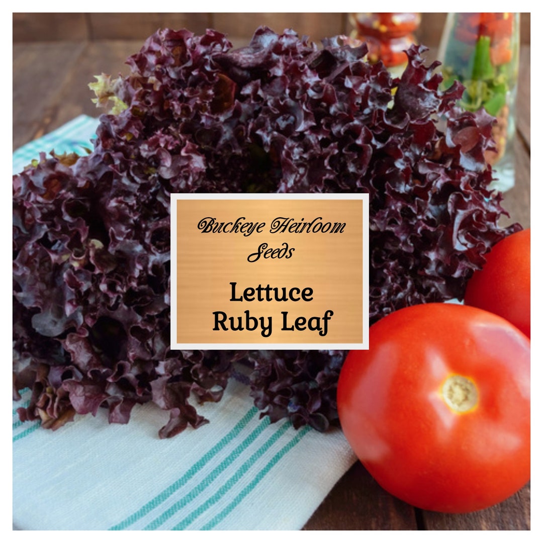 Ruby Leaf Lettuce - 200 Seeds - Heirloom - Non Gmo - so Pretty ...