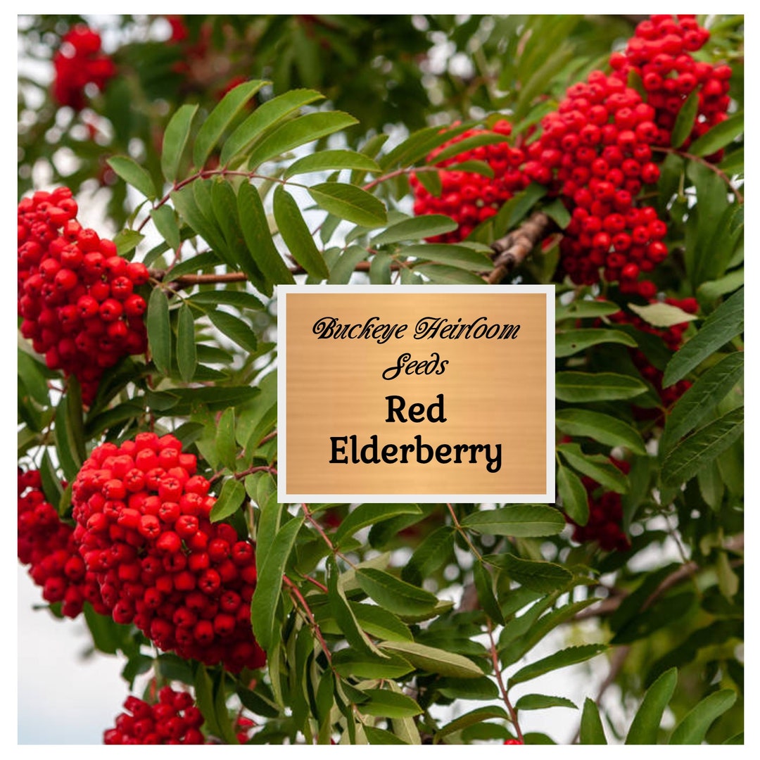 200 Red Elderberry Seeds- (sambucus Racemosa) - Non GMO - Buckeye ...