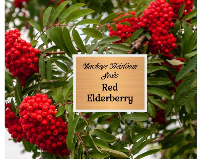 200 Red Elderberry Seeds- (sambucus Racemosa) - Non GMO - Healing and ...