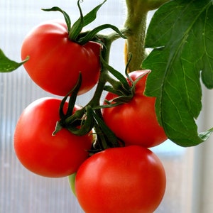 Tomato Floridade 300 Seeds Heirloom Loves Hot & Humid - Etsy