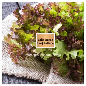 Lollo Rossa Leaf Lettuce - 200 Seeds - Heirloom - Non-gmo - Organic ...