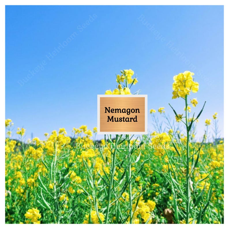 NEW - Nemagon Mustard - 500 Seeds - Heat-tolerant - Cover Crop - Soil ...