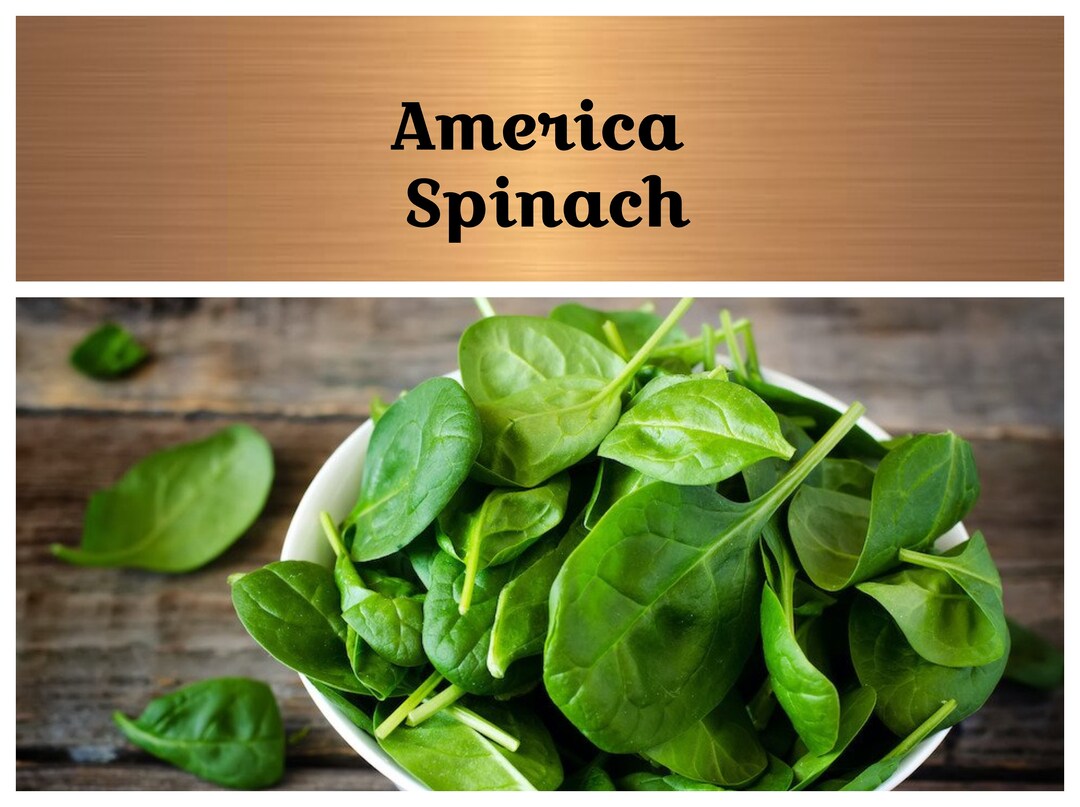 America Spinach Seeds Heirloom Non Gmo - Etsy