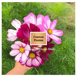 Cosmos - Picotee Flower Seeds- Bee and Butterfly Pollinator - 100 Seeds ...