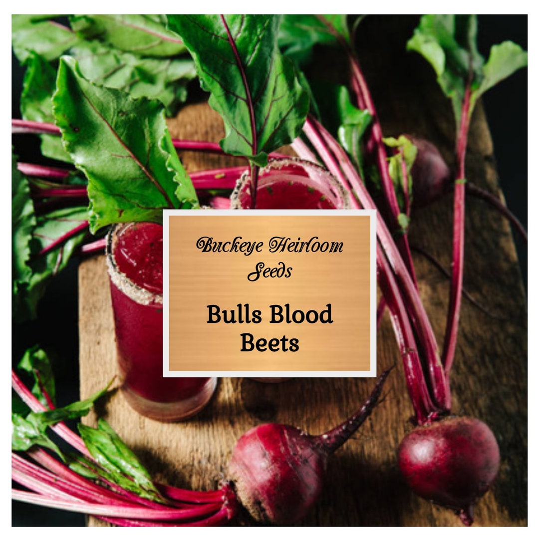 Bulls Blood Beet - Seeds - Heirloom - Grow Unique - Delicious Greens ...