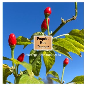 Pequin Hot Pepper - Seeds - Non-gmo - Heirloom - Etsy