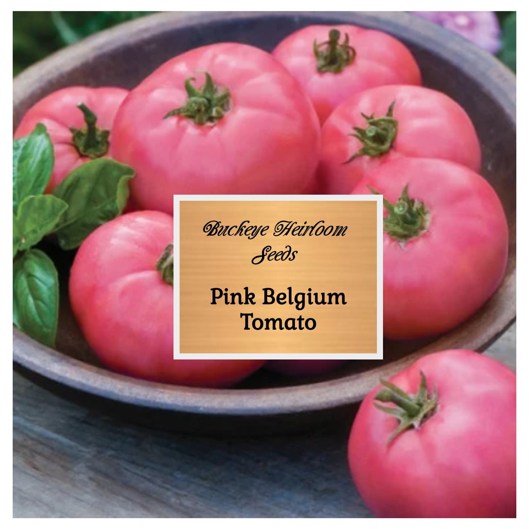 Tomato, Giant Belgium Pink Seeds - Heirloom - Solanum - Buckeye ...