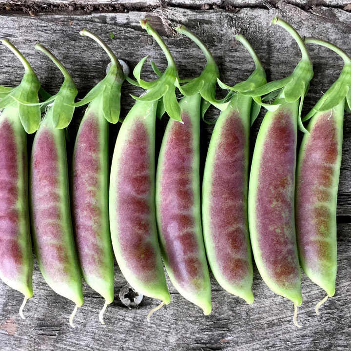 Spring Blush Snap - Pea Seed - Heirloom - Non Gmo - so Pretty!!! - Etsy