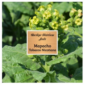Mapacho - Aztec Ceremonial - Tobacco - Nicotiana Rustica - Makhorka ...