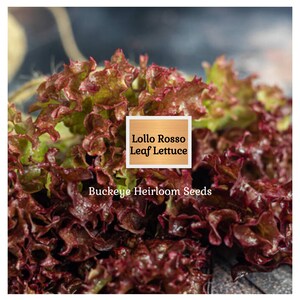 Lollo Rossa Leaf Lettuce - 200 Seeds - Heirloom - Non-gmo - Organic ...