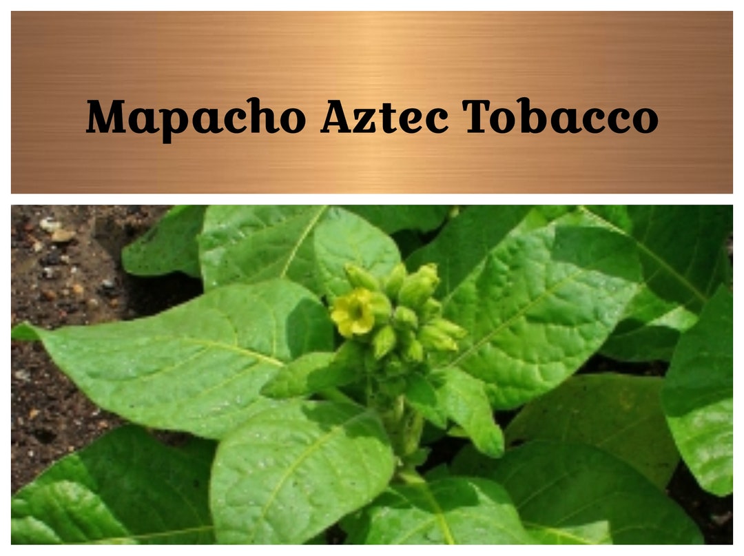 Mapacho Aztec Ceremonial Tobacco Nicotiana Rustica - Etsy