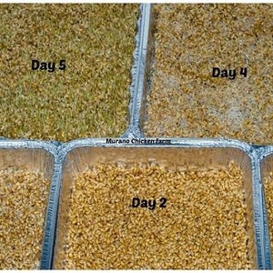 Chicken Forage Seed Mix to Grow for Your Chickens the Most - Etsy