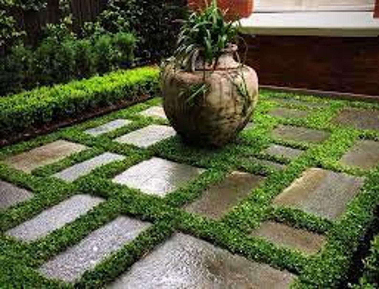 Dichondra Ground Cover Dichondra Repens - 3 000 Bulk Seeds Dichondra ...