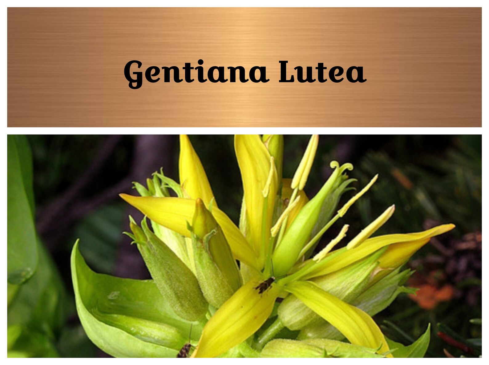 Gentiana Lutea Yellow Gentian Seeds Buckeye Seed Farm - Etsy