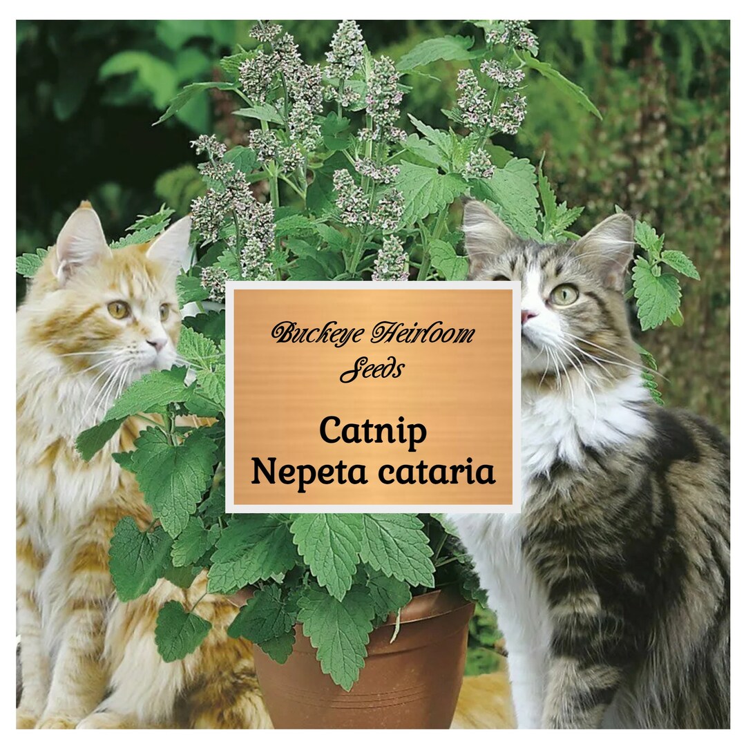 Catnip - Heirloom Seeds - Herb - Cat Lover's Favorite (nepeta Cataria ...