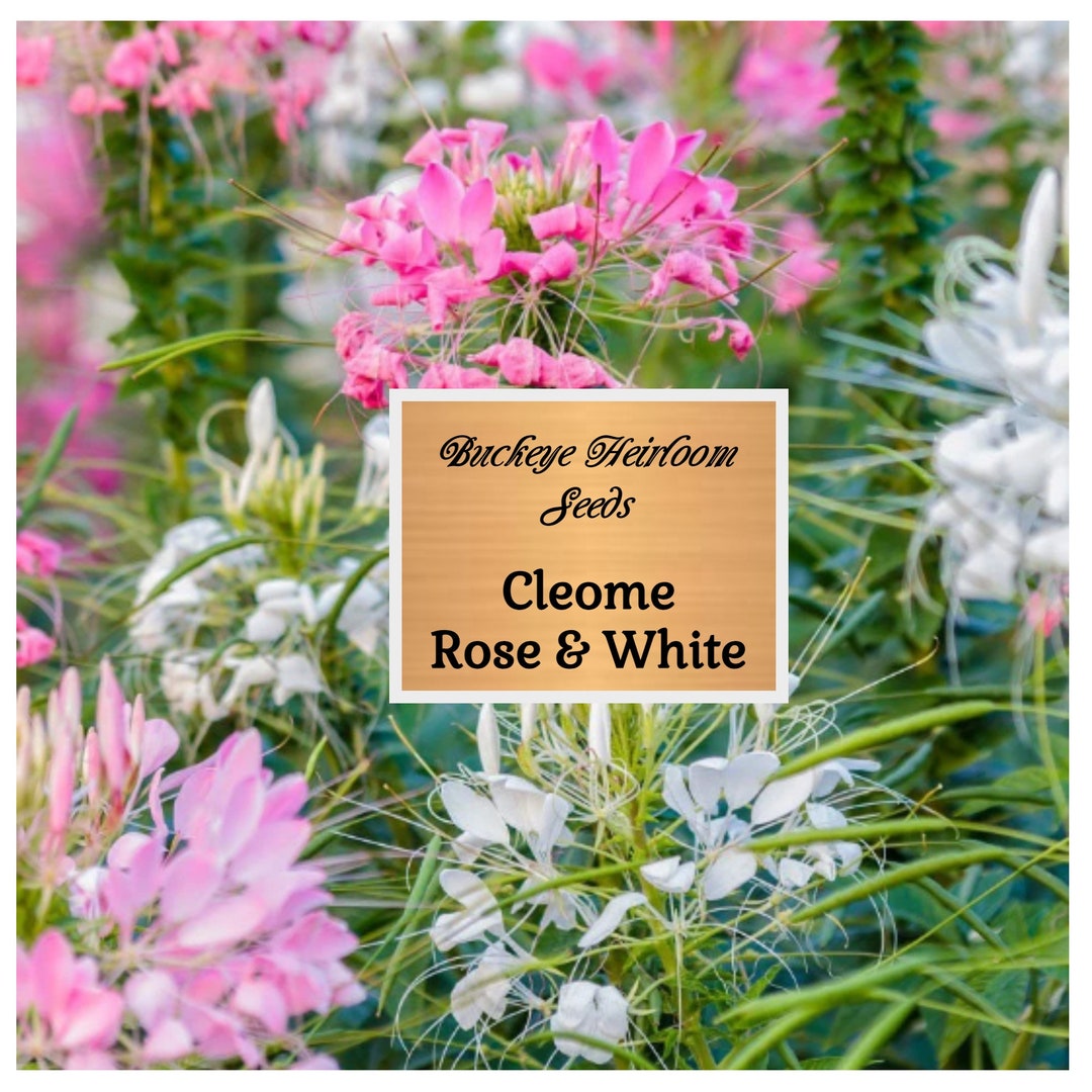 Cleome Flower Mix, Rose Queen & White Mix, 100 Seeds, Spider Plant ...