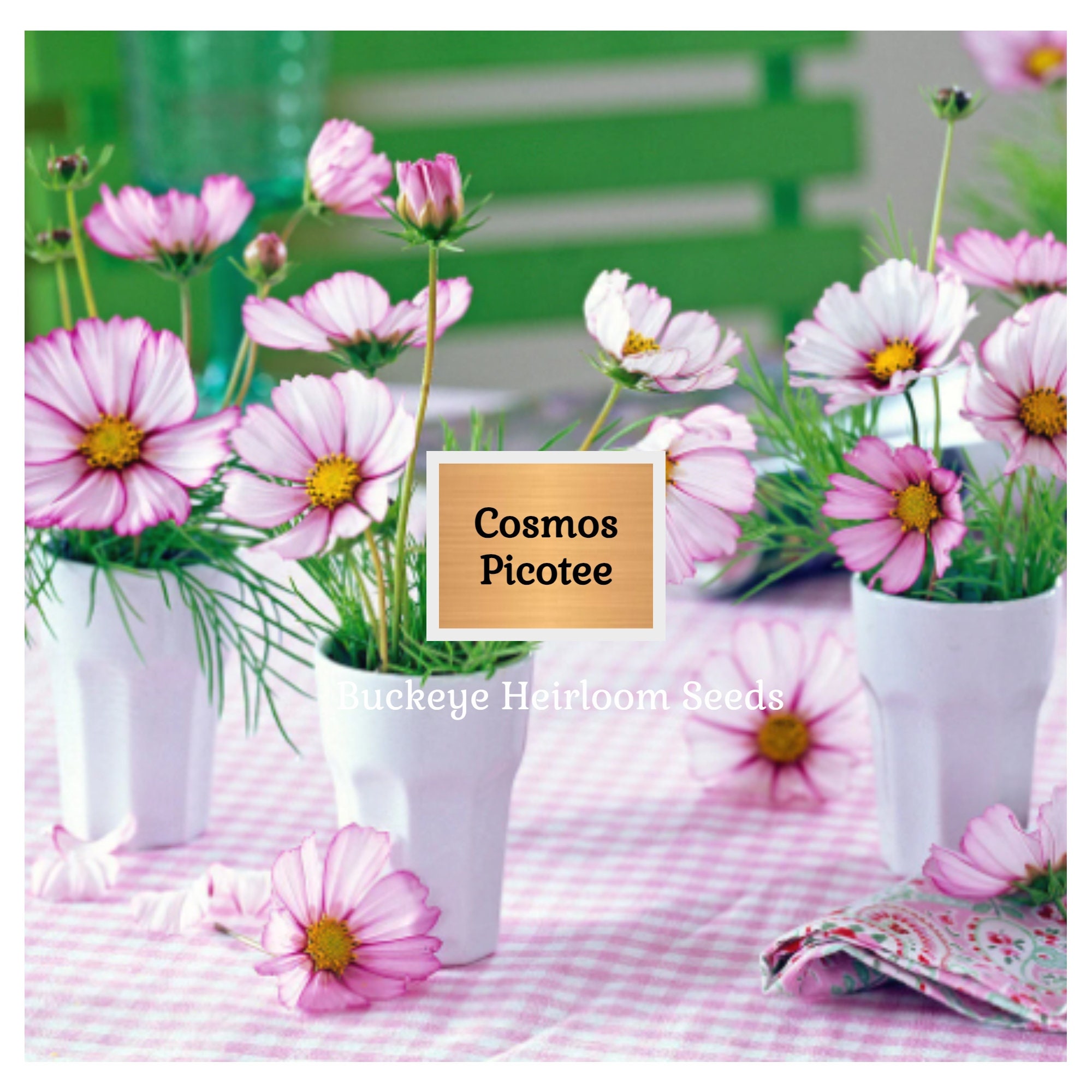 Cosmos - Picotee Flower Seeds- Bee and Butterfly Pollinator - 100 Seeds ...