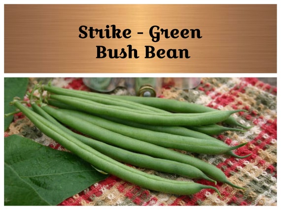 Strike Bush Beans Seeds Stringless 57 Days to Harvest - Etsy