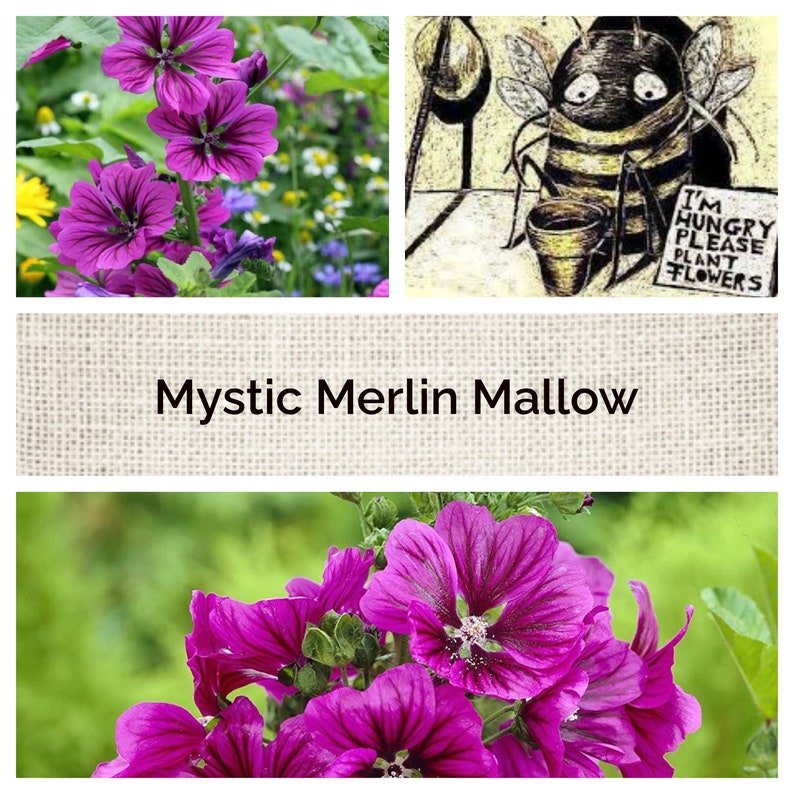Mystic Merlin Mallow Malva sylvestres 25 Seeds | Etsy