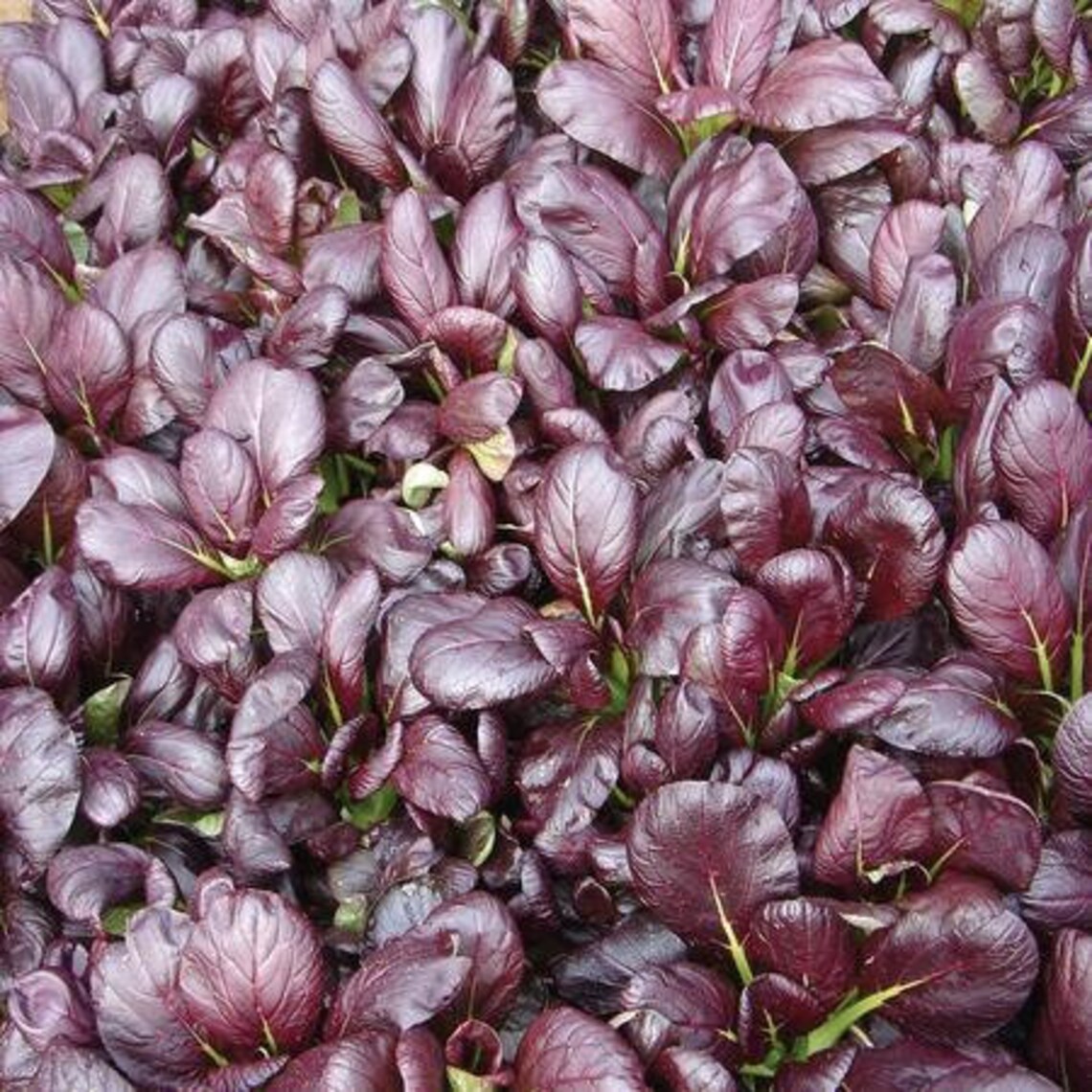 Bok Choy Purple Magic Pak Choi Hybrid 100 Seeds Non GMO - Etsy