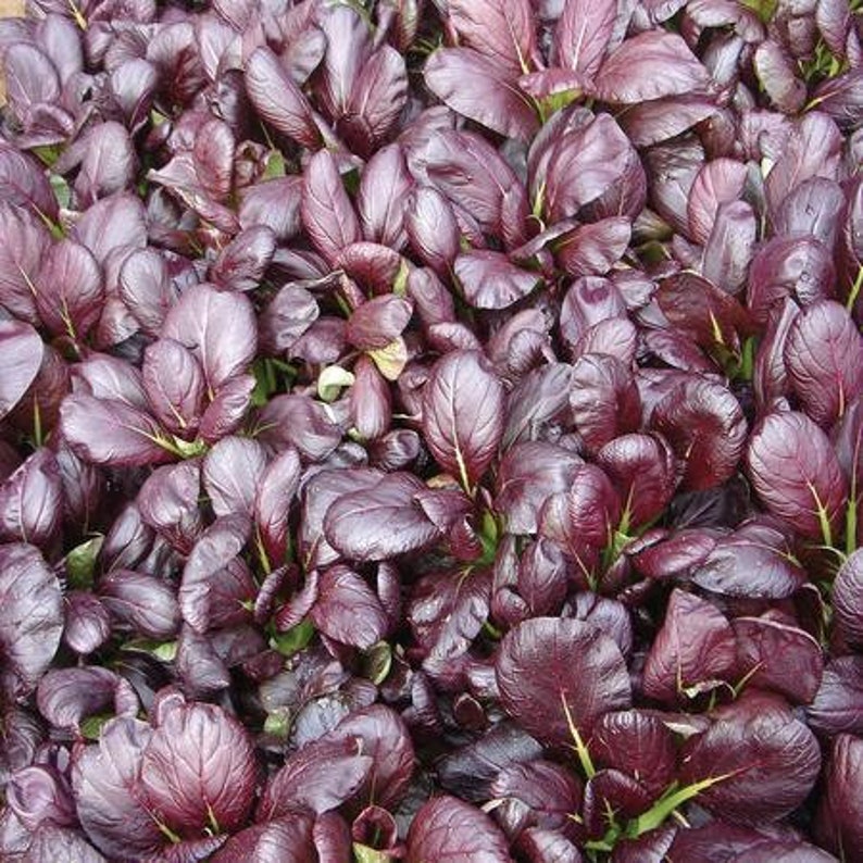 Bok Choy Purple Magic Pak Choi Hybrid 100 Seeds Non GMO - Etsy