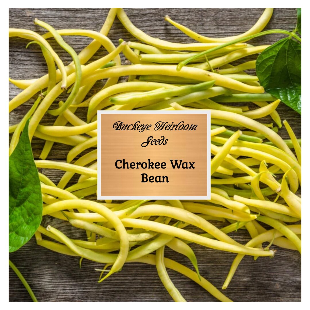 Cherokee Wax Bush Bean Seeds - Heavy Producer - 55 Days - Etsy